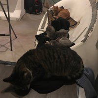 Blue Cat Cafe (Now Closed) - East Cesar Chavez - Austin, TX