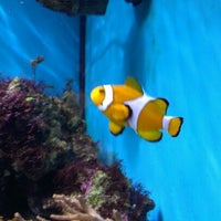 Acvariu - Str. 14 Noiembrie