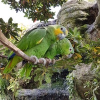 Bermuda Aquarium, Museum and Zoo - Zoo