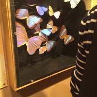 Butterfly Garden at the Museum of Science, Boston - East Cambridge - 5 tips