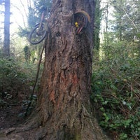 Vashon Island Bike Tree - Historic and Protected Site in Vashon