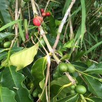 Hilo Coffee Mill - Coffee Shop in Mountain View