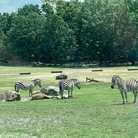Six Flags Wild Safari - 37 tips from 3402 visitors