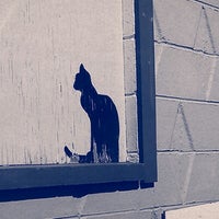 Java Cat - Madison, WI