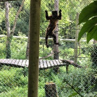 Monkey World - Ape Rescue Centre - Zoo