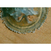 Praia Da Nato - Sesimbra, Setúbal