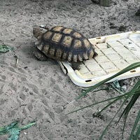 Surfin' Turtle Ice Cream Shop - 9 tips