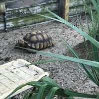 Surfin' Turtle Ice Cream Shop - 9 tips