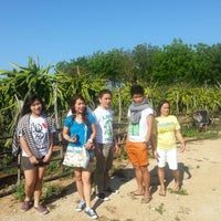 Refmad Farm, Dragon Fruits