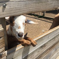 Boulder Ridge Wild Animal Park - Zoo
