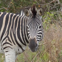 Kruger National Park - Phabeni Gate - 3 tips from 680 visitors