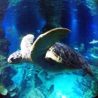 Sea Life London Aquarium - Waterloo - 130 tips