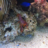 T&T Fish & Reef - Pet Supplies Store