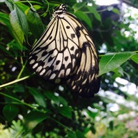 Butterfly Garden at the Museum of Science, Boston - East Cambridge - 5 tips