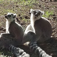 Yorkshire Wildlife Park - Zoo in Doncaster