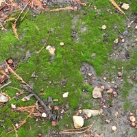 Ellis Library - University of Missouri - 1020 Lowry St