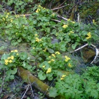 Apps' Mill Nature Centre - Hiking Trail in Brantford