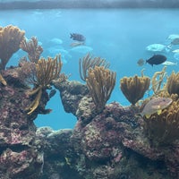 Bermuda Aquarium, Museum and Zoo - Zoo
