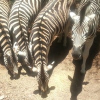 Lapwing, Leeupoort Holiday Villiage - Other Great Outdoors in Leeupoort ...