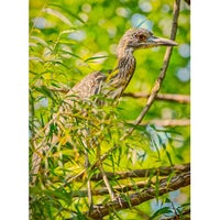 Springfield Botanical Center - Springfield, MO