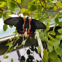 Butterfly Garden at the Museum of Science, Boston - East Cambridge - 5 tips