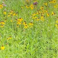 Volo Bog State Natural Area - Nature Preserve in Ingleside