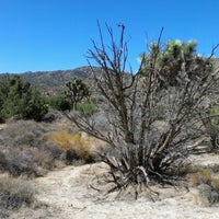 Joshua Tree Memorial Park - Joshua Tree, CA