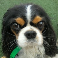 Adogo Pet Hotel - Pet Service in Minnetonka - Hopkins
