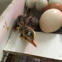 Barnstable County Fair - 4 tips