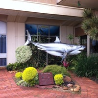 Kwazulu-Natal Sharks Board - 2 tips