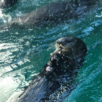 Seattle Aquarium Sea Otters - Pike Place - Seattle, WA