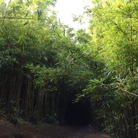 Bamboo Forest - Ha‘ikū, HI