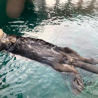 Seattle Aquarium Sea Otters - Pike Place - Seattle, WA