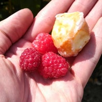 Graysmarsh Berry Farm - Farm in Sequim