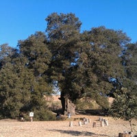 1100 Year Old Oak Tree (at Highland Springs Resort) - Historic and ...