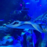 Sea Life London Aquarium - Waterloo - 130 tips