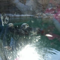 Seattle Aquarium Sea Otters - Pike Place - Seattle, WA