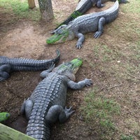 Gators & Friends Gator Park / Exotic Zoo - Zoo