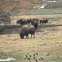 National Bison Range - Nature Preserve