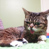 Pennsylvania SPCA - Animal Shelter in Philadelphia