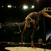 Burpee Museum Of Natural History - History Museum in Rockford