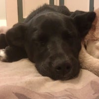 DuSable Dog Park - Saint Charles - 5 tips