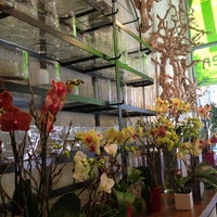 In Water Flowers - Pacific Heights - 50 visitors