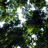 Makiling Botanic Gardens - University of the Philippines Los Baños (UPLB)
