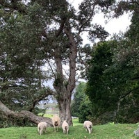 One Tree Hill Domain - Park