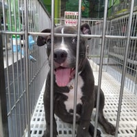 Cartimar Pet Center - Pasay City District 1 - 83 tips from 3941 visitors