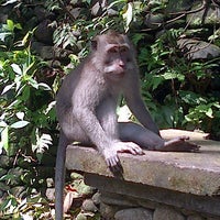 Sacred Monkey Forest Sanctuary - Ubud - 354 tips