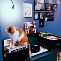 Crazy Cat Cafe - Centrale - 42 tips from 835 visitors