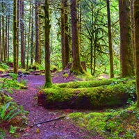 Pack Forest - Forest in Eatonville