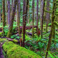 Pack Forest - Forest in Eatonville